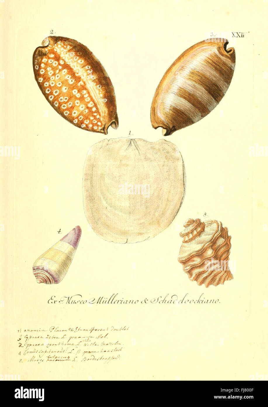 Ein illustriertes Werk aus dem 18. Jahrhundert, das Muschelarten und ...