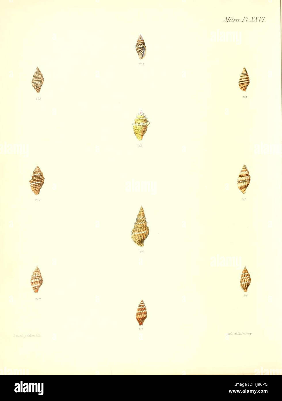 Eine ikonische Sammlung von Muschelillustrationen, die sich auf die ...