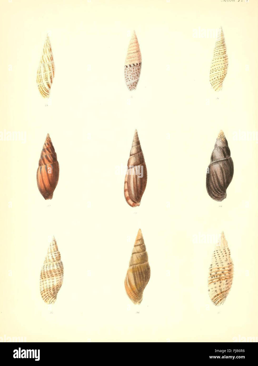 Conchologia iconica, oder, Illustrationen der Muscheln von Weichtieren ...