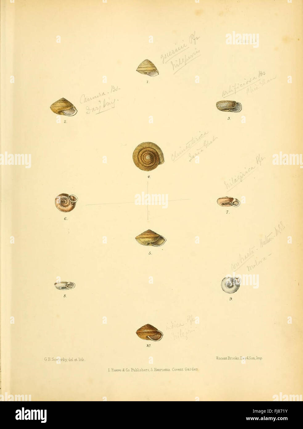 Eine detaillierte konchologische Studie mit Muschelarten aus Indien ...