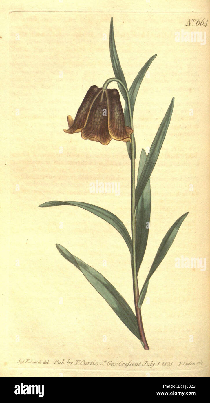 Curtis's Botanical Magazine, No. 664, Botany, Missouri Botanical Garden ...