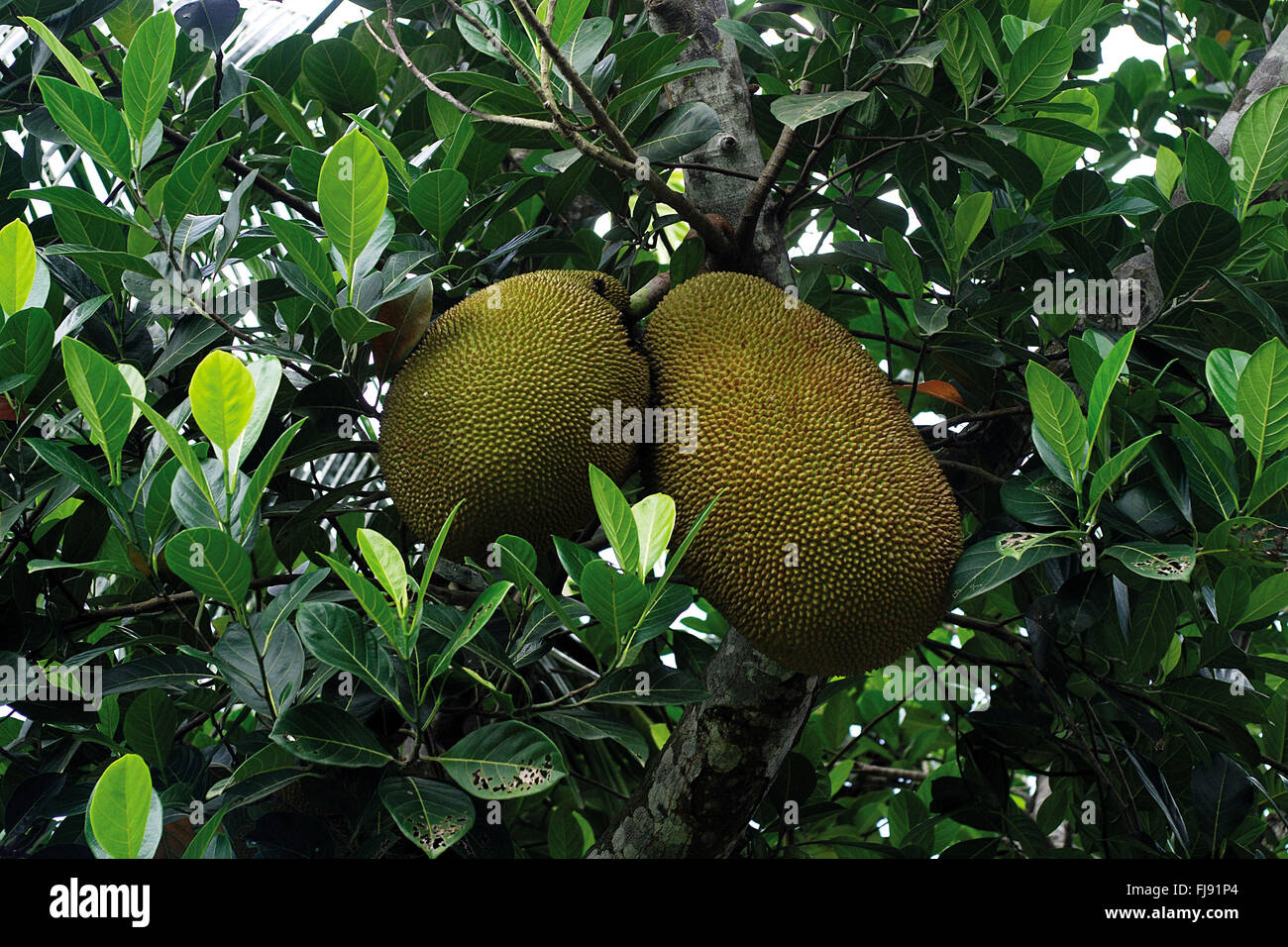Jak oder jackfruit -Fotos und -Bildmaterial in hoher Auflösung – Alamy