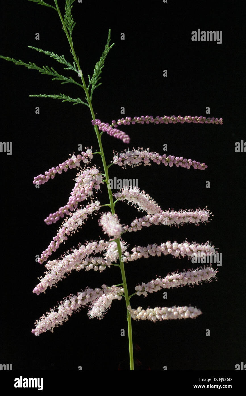 Tamarisk tamarix africana -Fotos und -Bildmaterial in hoher Auflösung ...