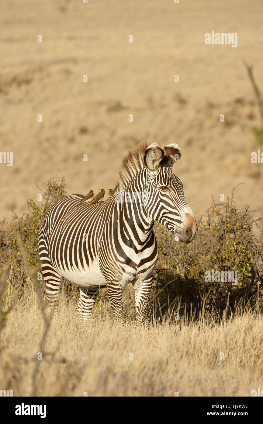 Rotes zebra -Fotos und -Bildmaterial in hoher Auflösung – Alamy