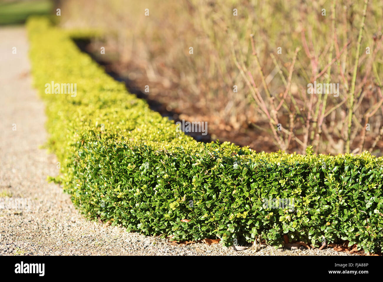 Boxwood hedge buxus sempervirens -Fotos und -Bildmaterial in hoher ...