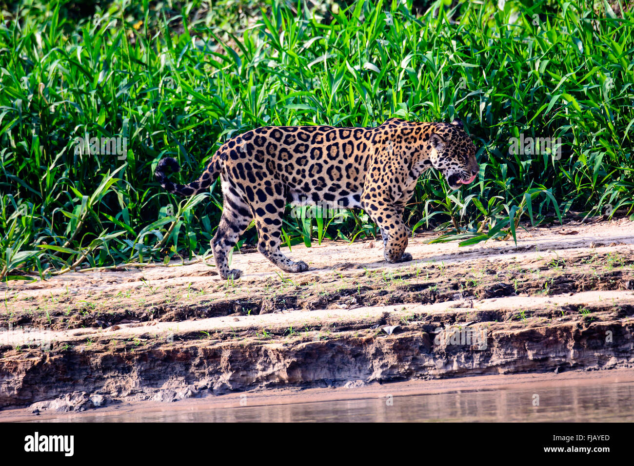 Jaguar african -Fotos und -Bildmaterial in hoher Auflösung – Alamy