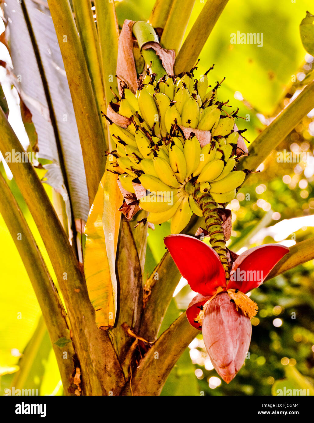 Wilde Bananenbaum und Blume blüht im Regenwald, Costa Rica ...