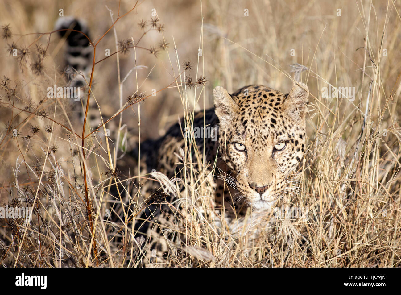 Leopard Jagen Stockfotos und -bilder Kaufen - Alamy