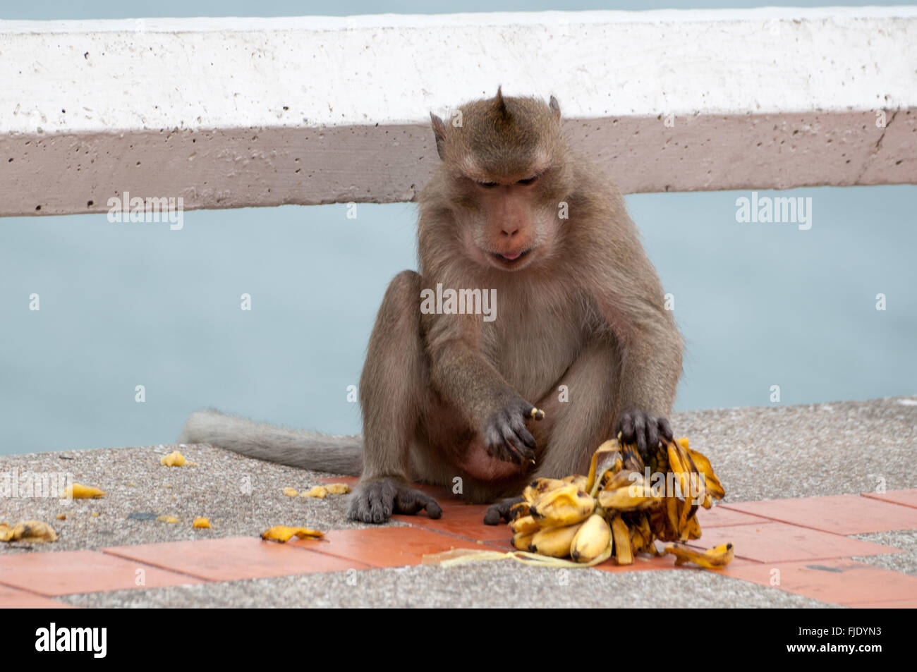 Monkey eating banana -Fotos und -Bildmaterial in hoher Auflösung – Alamy
