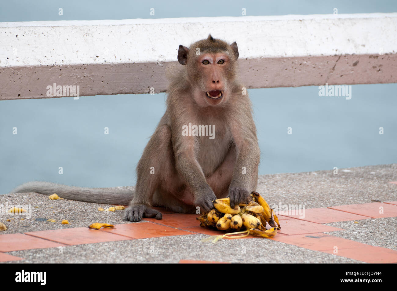 Monkey eating banana -Fotos und -Bildmaterial in hoher Auflösung – Alamy