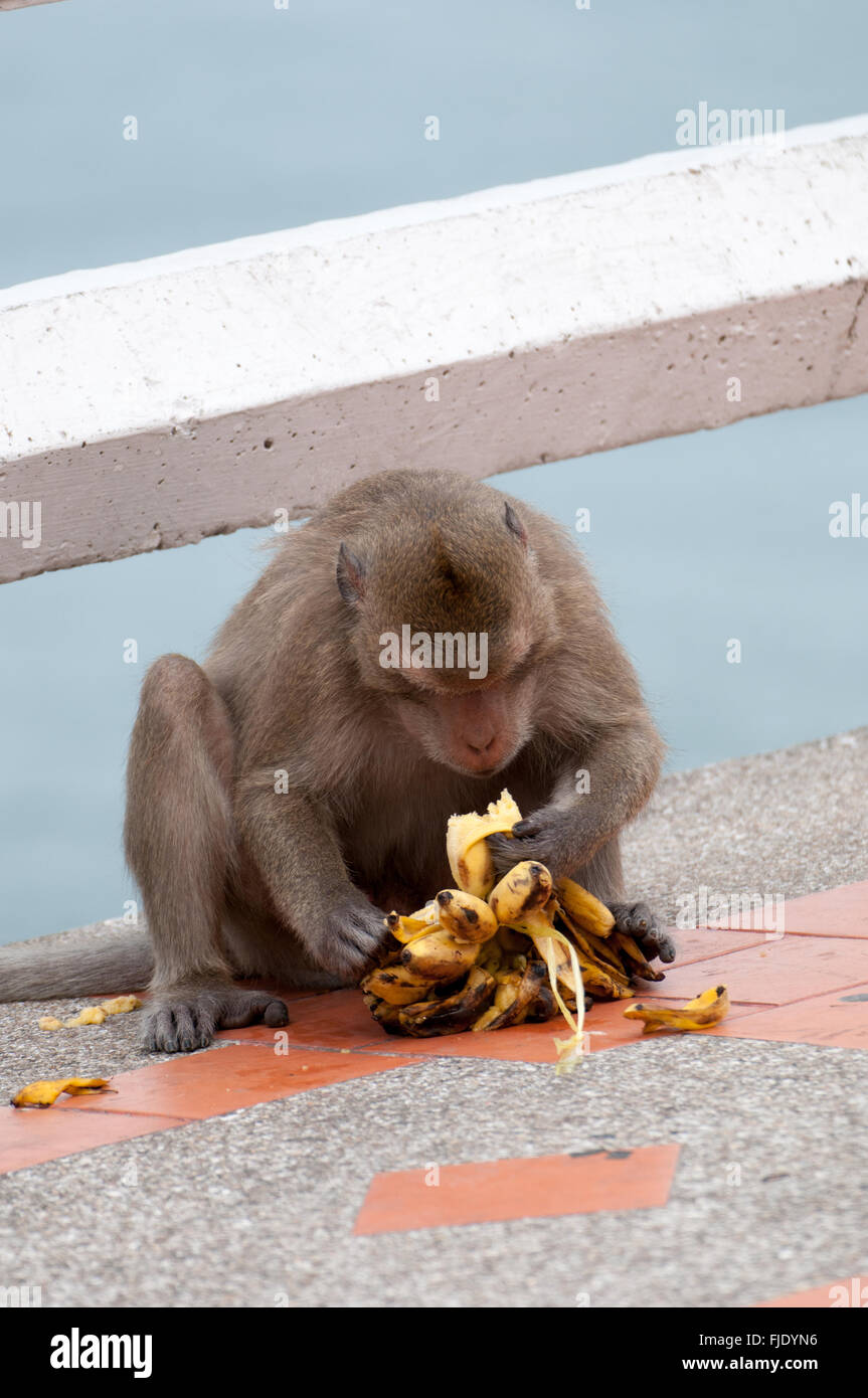 Affe, der banane isst -Fotos und -Bildmaterial in hoher Auflösung – Alamy