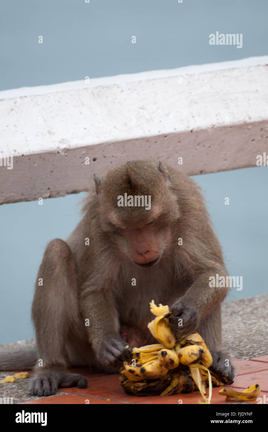 Thailand affe banane -Fotos und -Bildmaterial in hoher Auflösung – Alamy