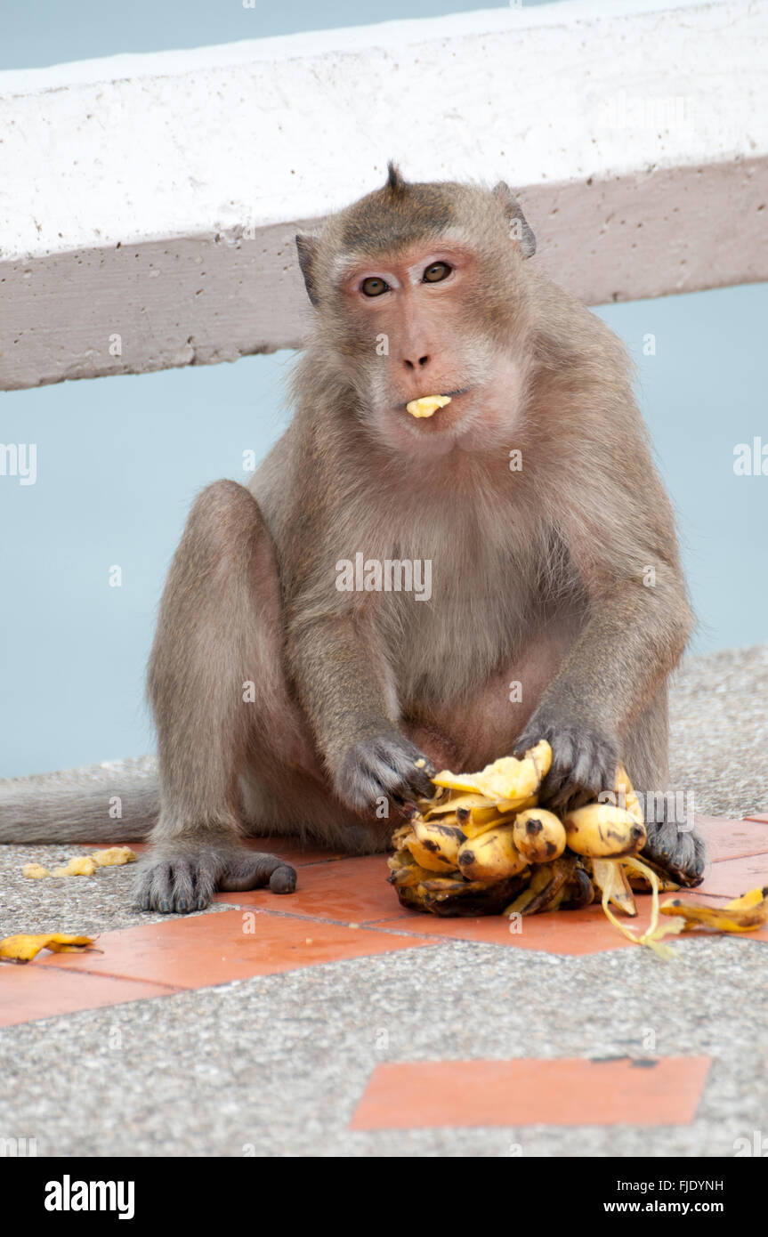 Monkey eating banana -Fotos und -Bildmaterial in hoher Auflösung – Alamy
