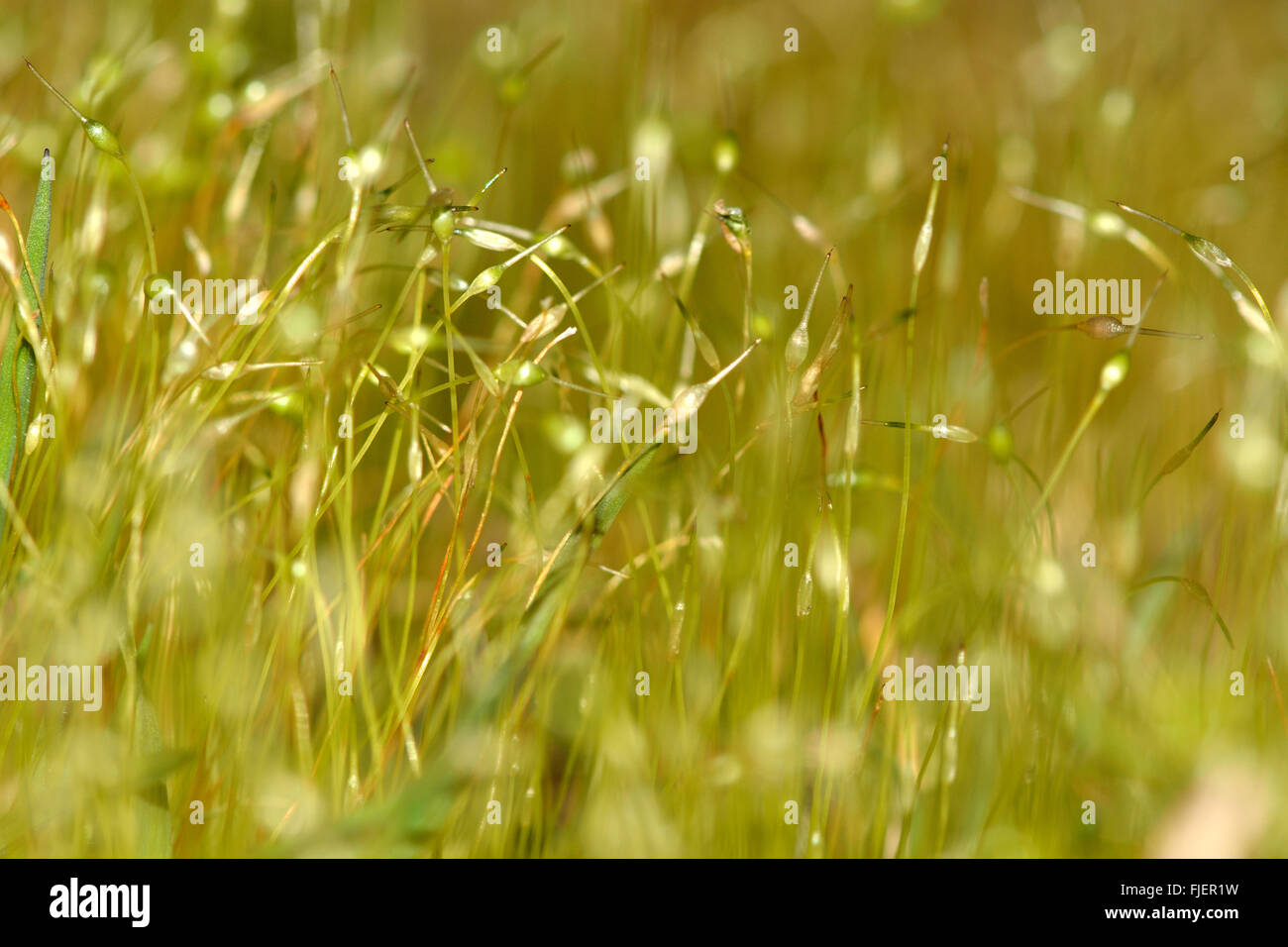 Bryophyta moos -Fotos und -Bildmaterial in hoher Auflösung - Seite 2 ...