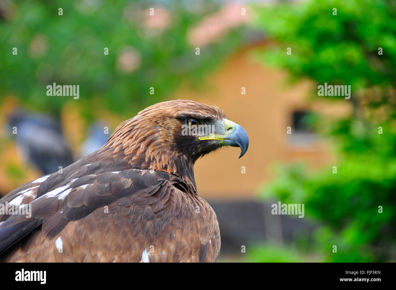 Falknerei -Fotos und -Bildmaterial in hoher Auflösung – Alamy