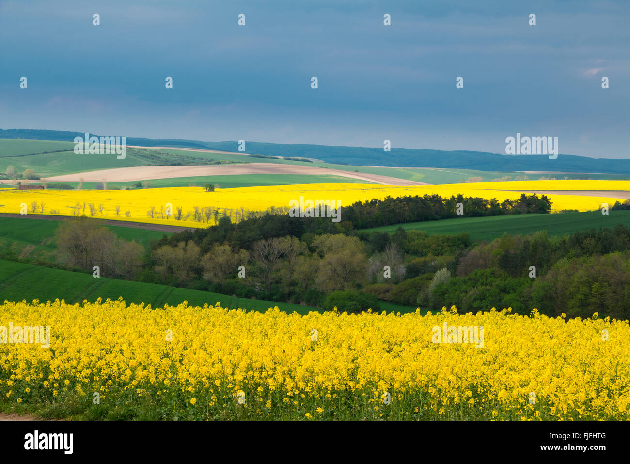 Tschechische Republik. In Südmähren. Hügeligen Felder mit Raps Blumen ...