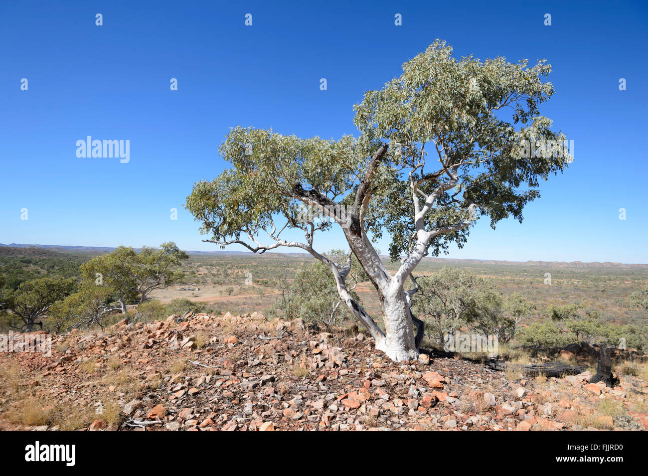 Blue Gum Eucalyptus Tree Stockfotos und -bilder Kaufen - Alamy