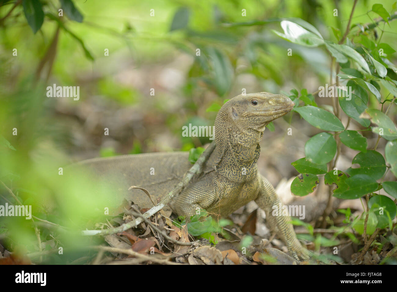 Land (Varanus Bengalensis) Waran in Yala Nationalpark in Sri Lanka ...