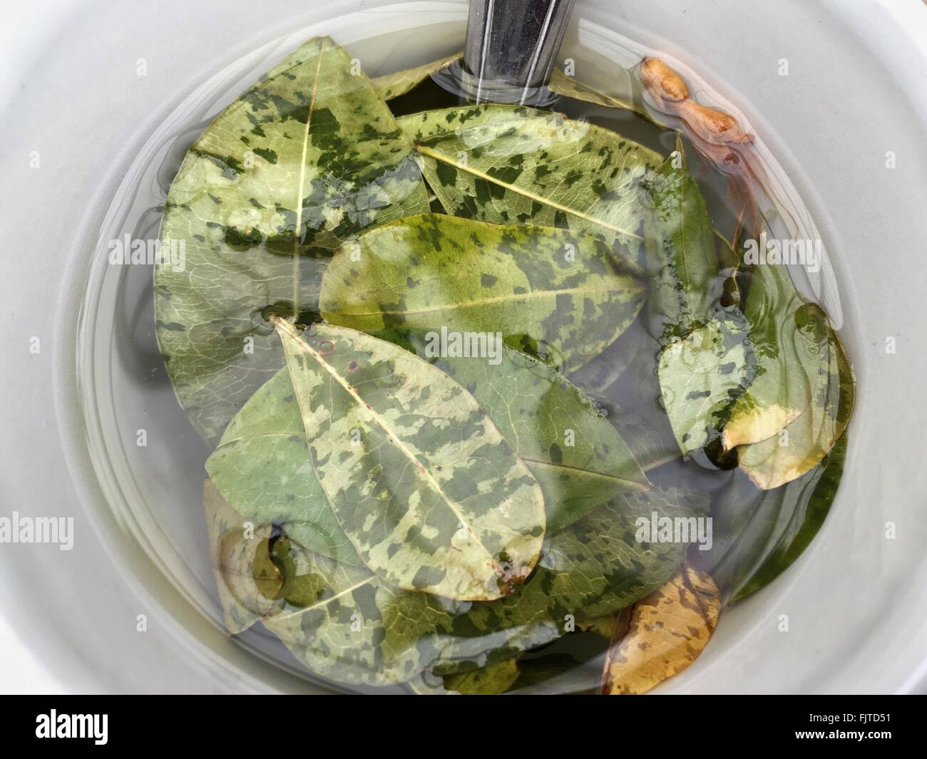 Coca leaf tea -Fotos und -Bildmaterial in hoher Auflösung – Alamy