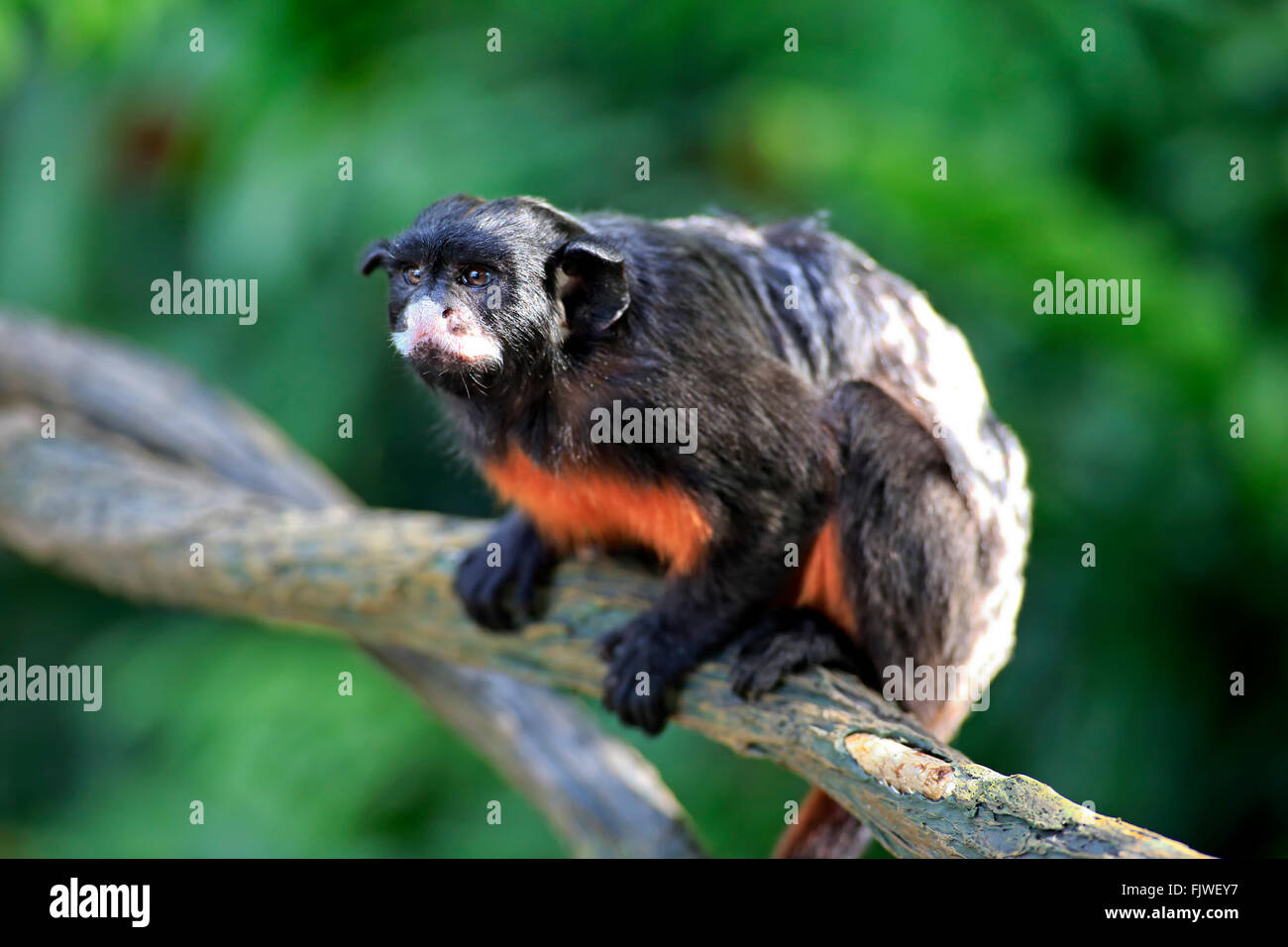 Saguinus labiatus -Fotos und -Bildmaterial in hoher Auflösung – Alamy