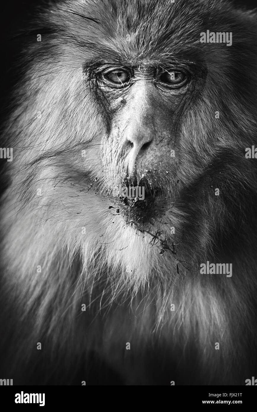 Monkey hair -Fotos und -Bildmaterial in hoher Auflösung – Alamy