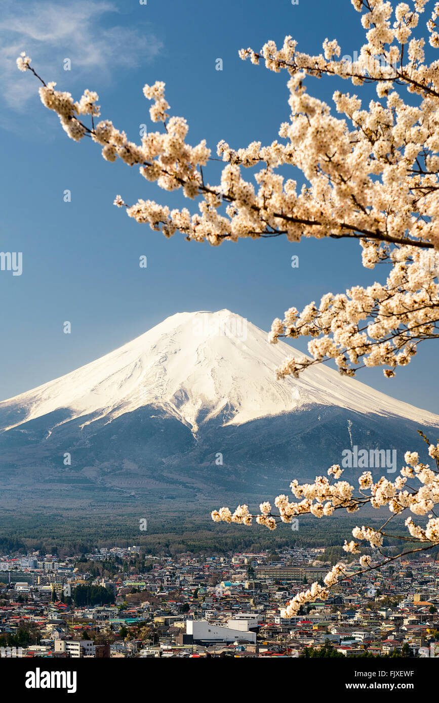 Japan cherry blossom fuji -Fotos und -Bildmaterial in hoher Auflösung ...