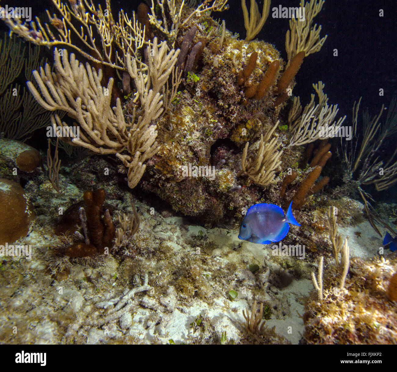 Blauer Doktorfisch (Acanthurus Coeruleus) beim Nachttauchgang, Kuba ...