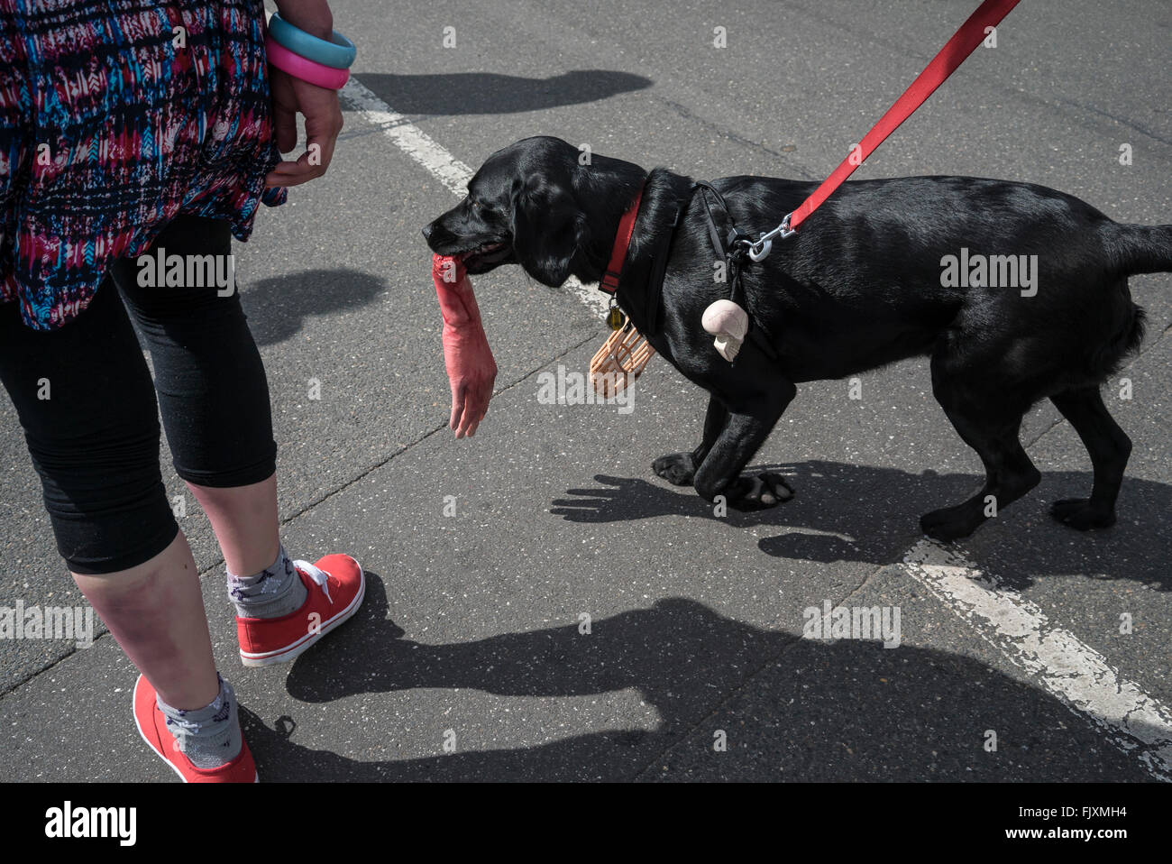 Hund in der hand -Fotos und -Bildmaterial in hoher Auflösung – Alamy