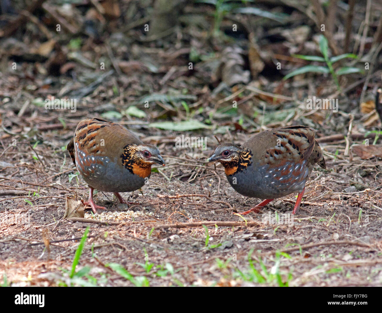 Ein paar Rufous-throated Partridge (Arborophila Rufogularis) auf dem ...