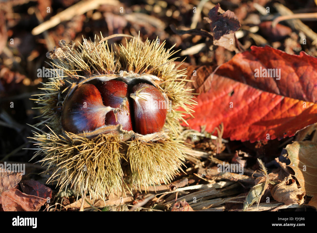 Ess kastanien -Fotos und -Bildmaterial in hoher Auflösung – Alamy