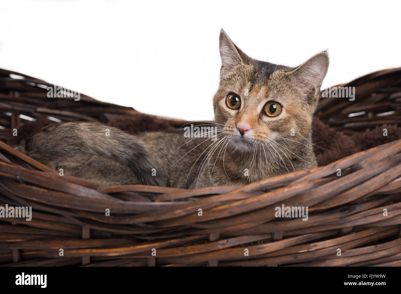 Kitty kat -Fotos und -Bildmaterial in hoher Auflösung – Alamy