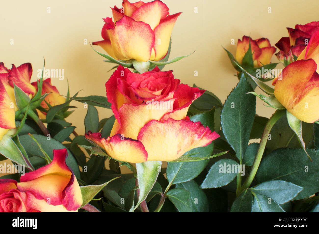 Schöne rote rosen -Fotos und -Bildmaterial in hoher Auflösung – Alamy