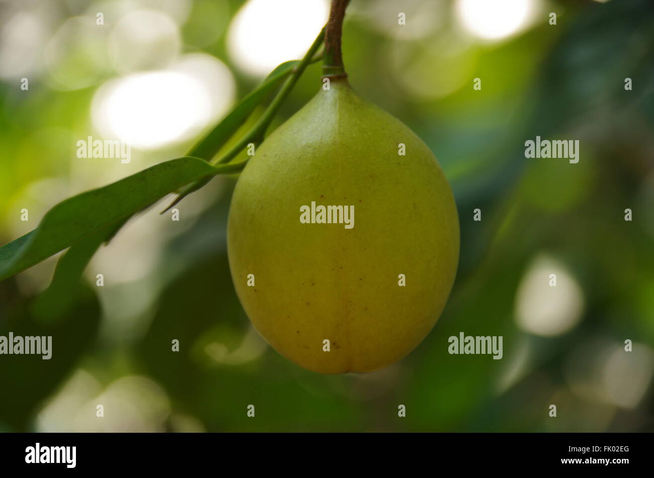 Nutmeg tree fruit -Fotos und -Bildmaterial in hoher Auflösung – Alamy