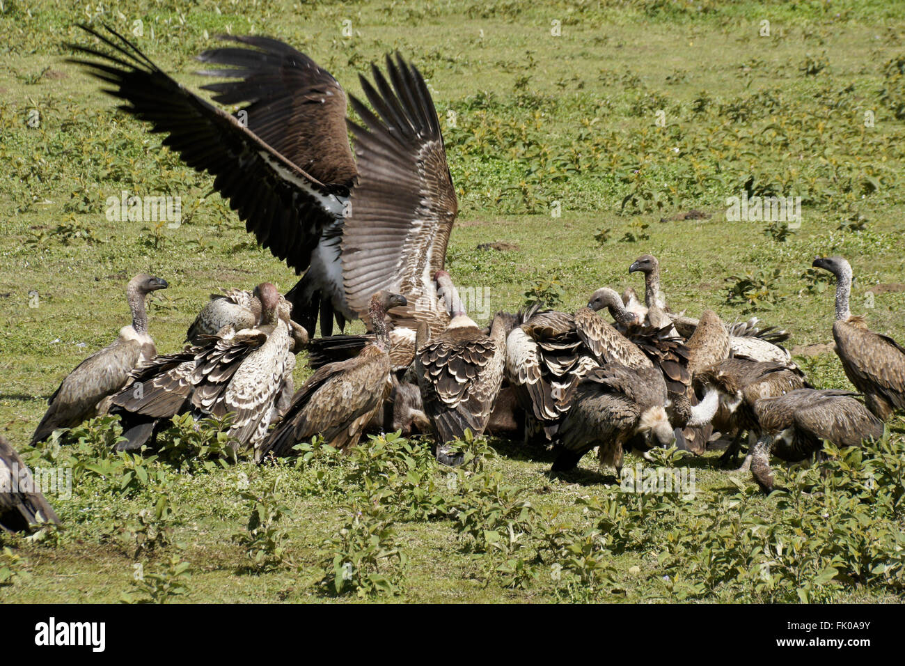 Vögel von tansania -Fotos und -Bildmaterial in hoher Auflösung – Alamy