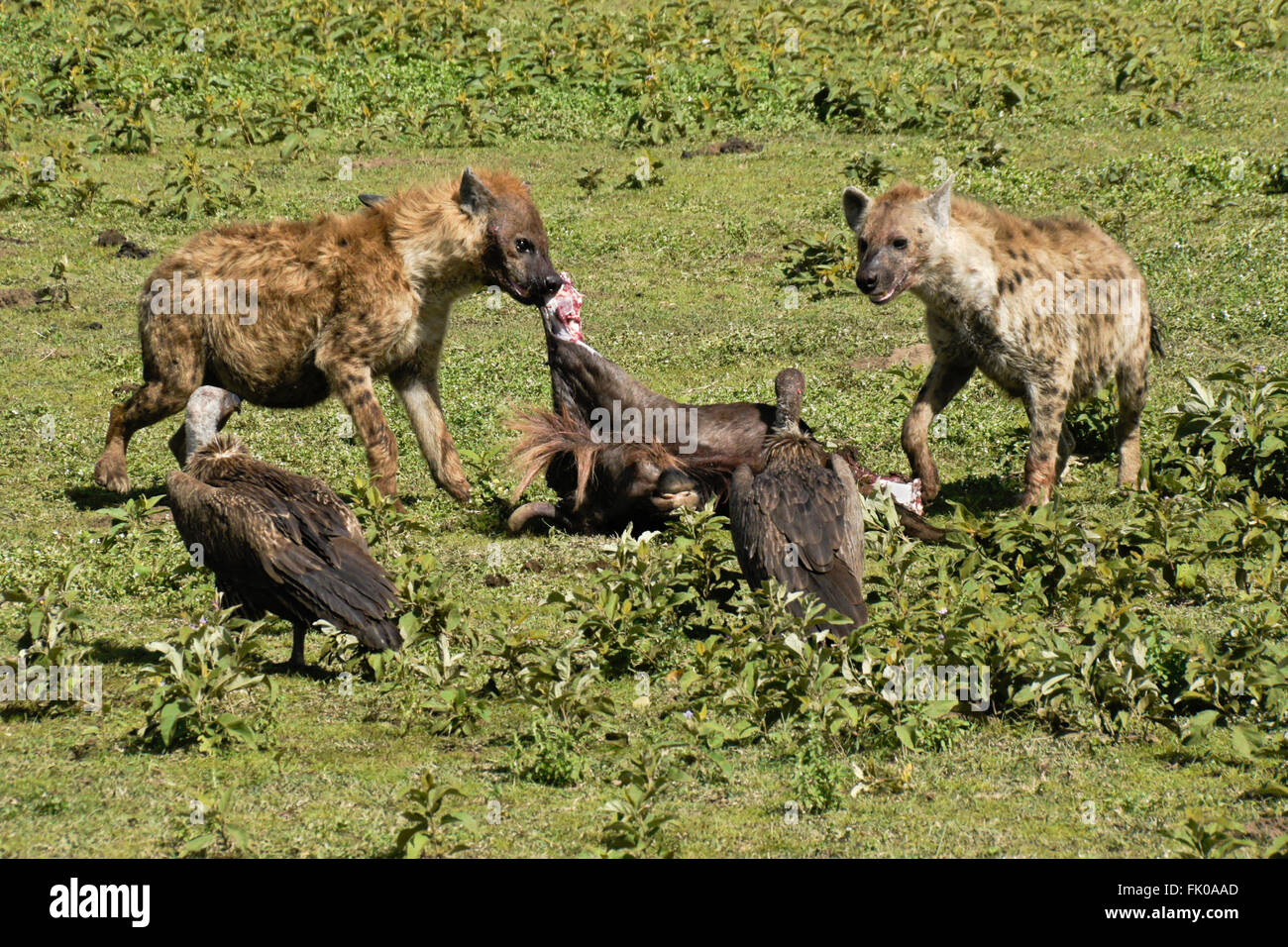Vögel von tansania -Fotos und -Bildmaterial in hoher Auflösung – Alamy