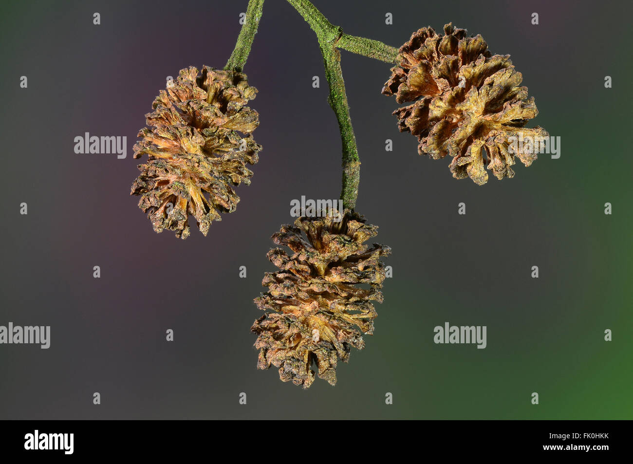 Samen zapfen -Fotos und -Bildmaterial in hoher Auflösung – Alamy