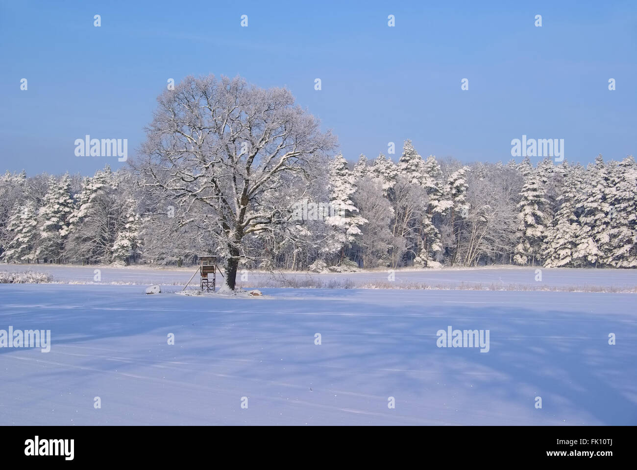Baum Im Winter - Baum im Winter 04 Stockfotografie - Alamy