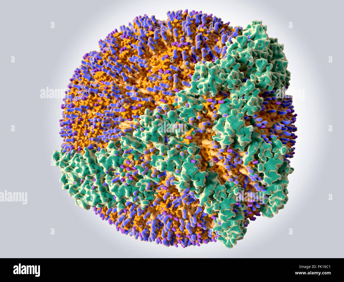 Lipoprotein, Abbildung. Dies ist ein high-Density-Lipoprotein (HDL ...