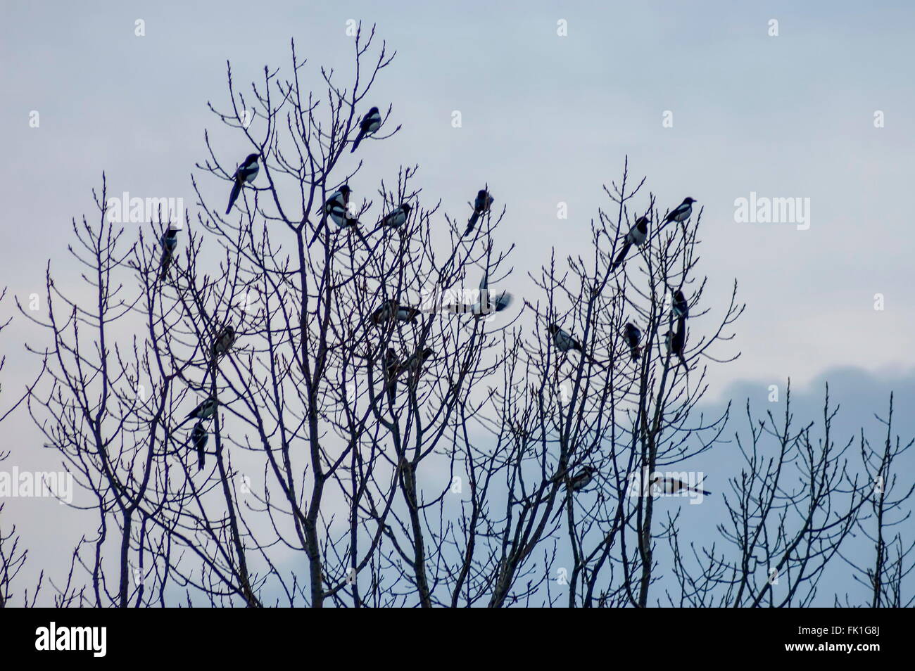 Vogel elster -Fotos und -Bildmaterial in hoher Auflösung – Alamy