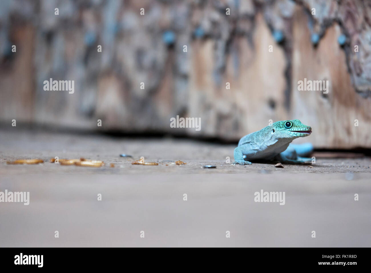 Blue Day Gecko Stockfotos und -bilder Kaufen - Alamy