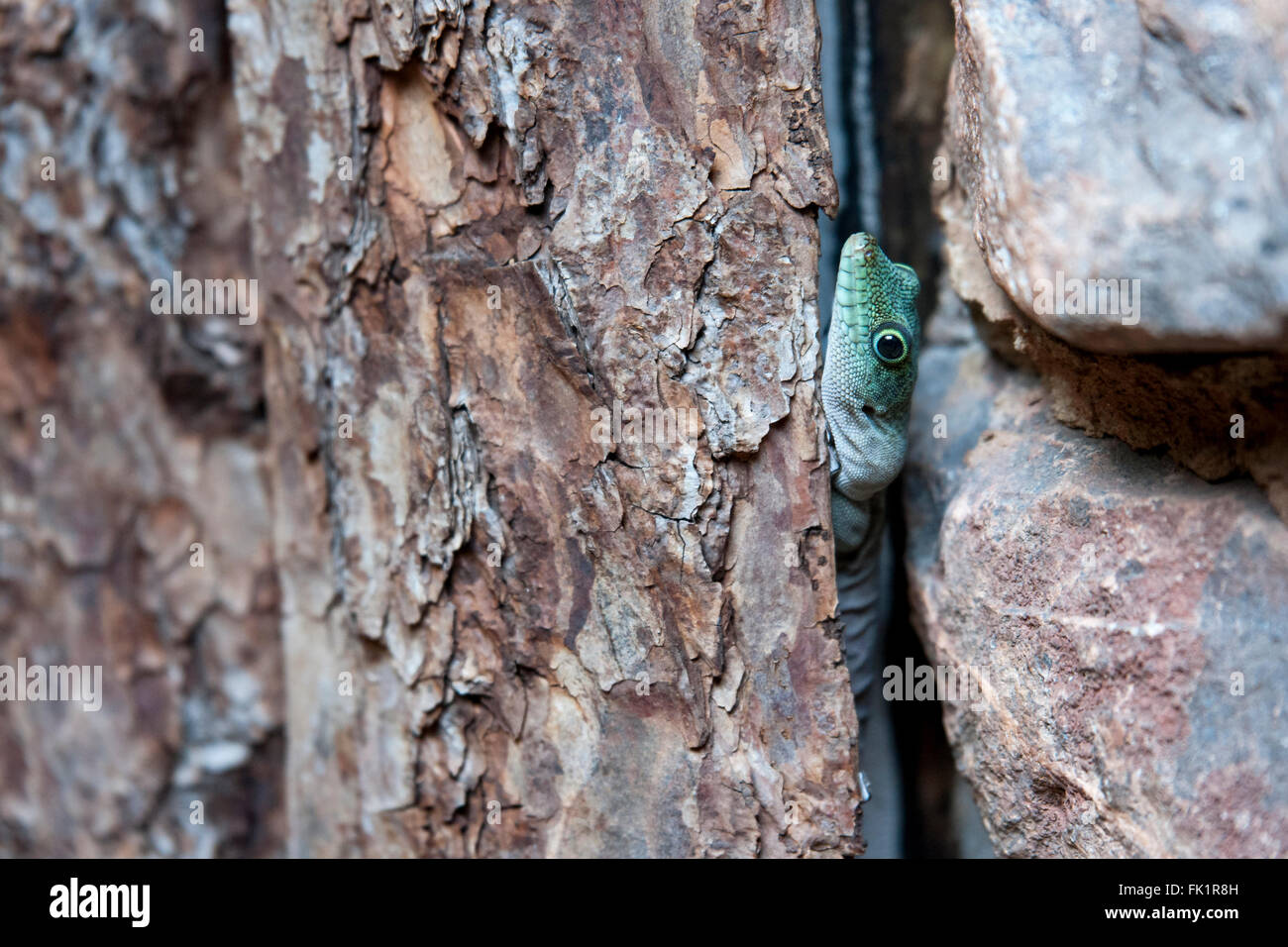 Blue Day Gecko Stockfotos und -bilder Kaufen - Alamy