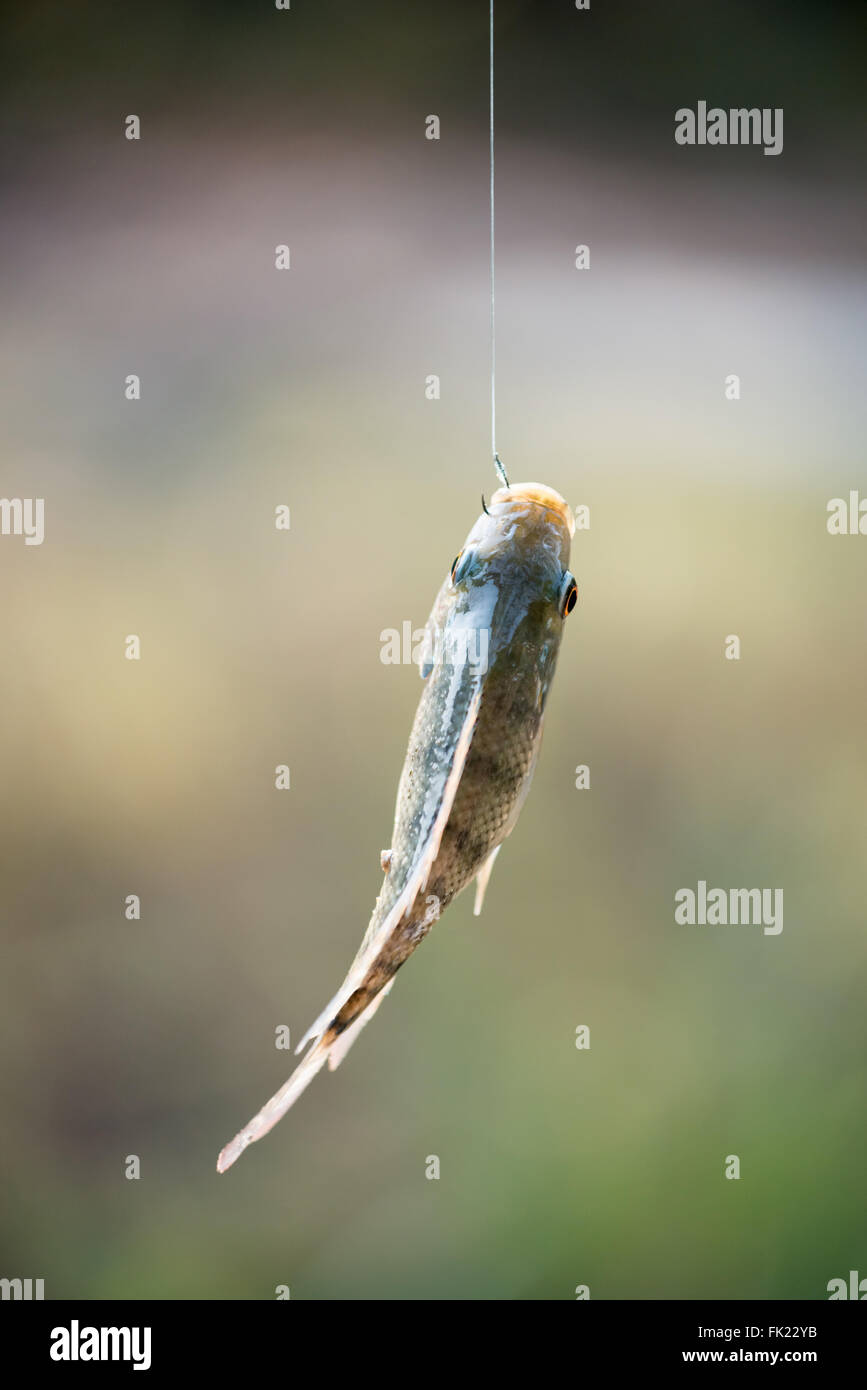 Nil Tilapia Fisch Stockfotos und -bilder Kaufen - Alamy