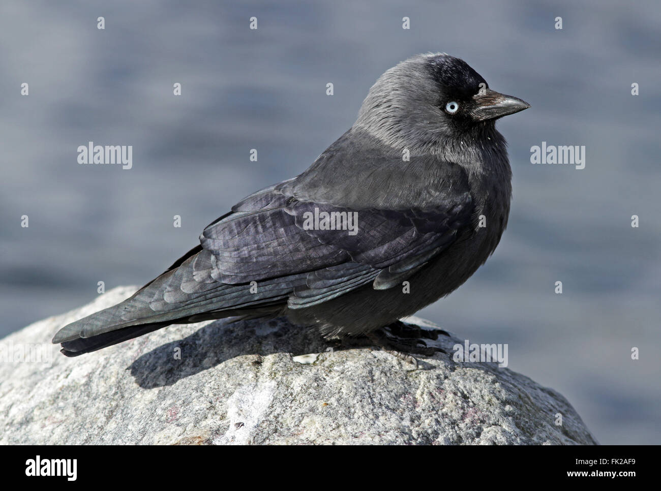 Coleus Monedula Stockfotos und -bilder Kaufen - Alamy