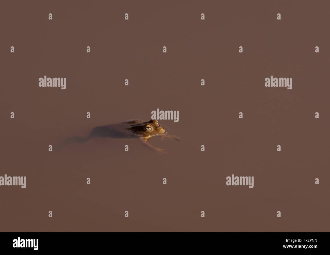 Great victoria desert australia -Fotos und -Bildmaterial in hoher ...