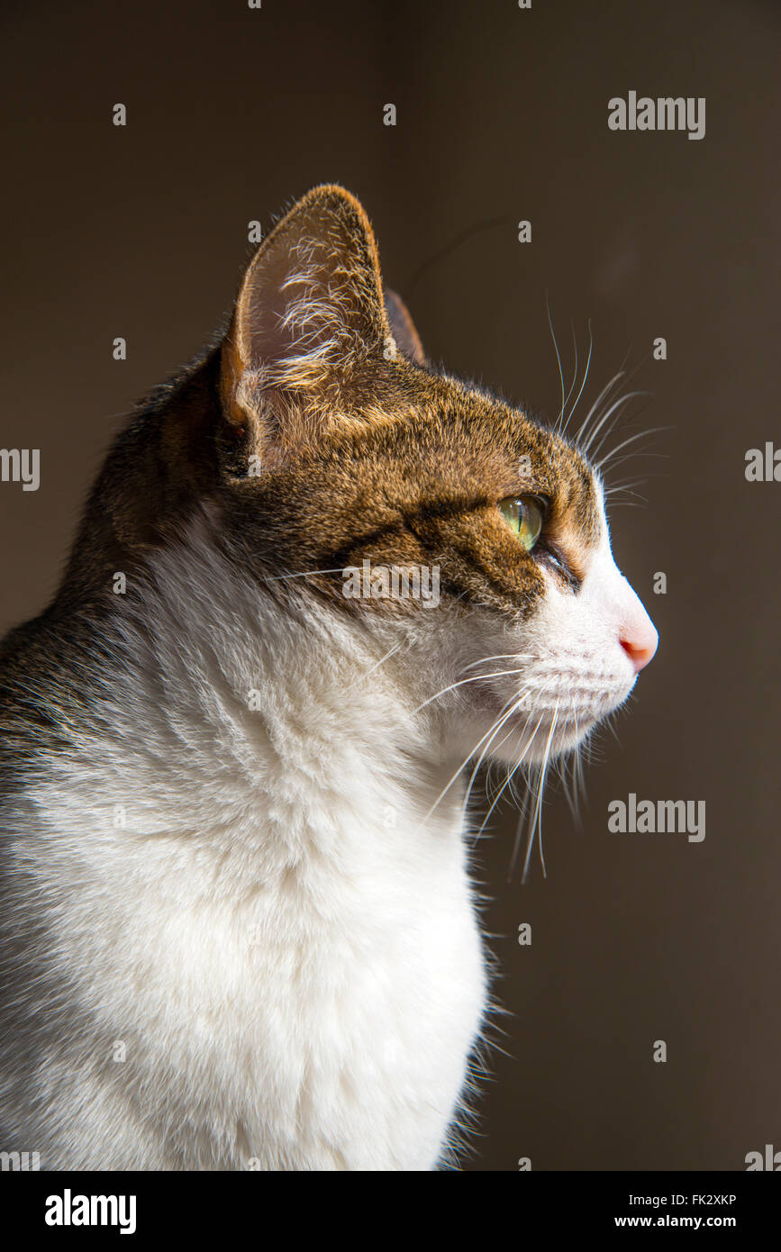Profil katze -Fotos und -Bildmaterial in hoher Auflösung – Alamy