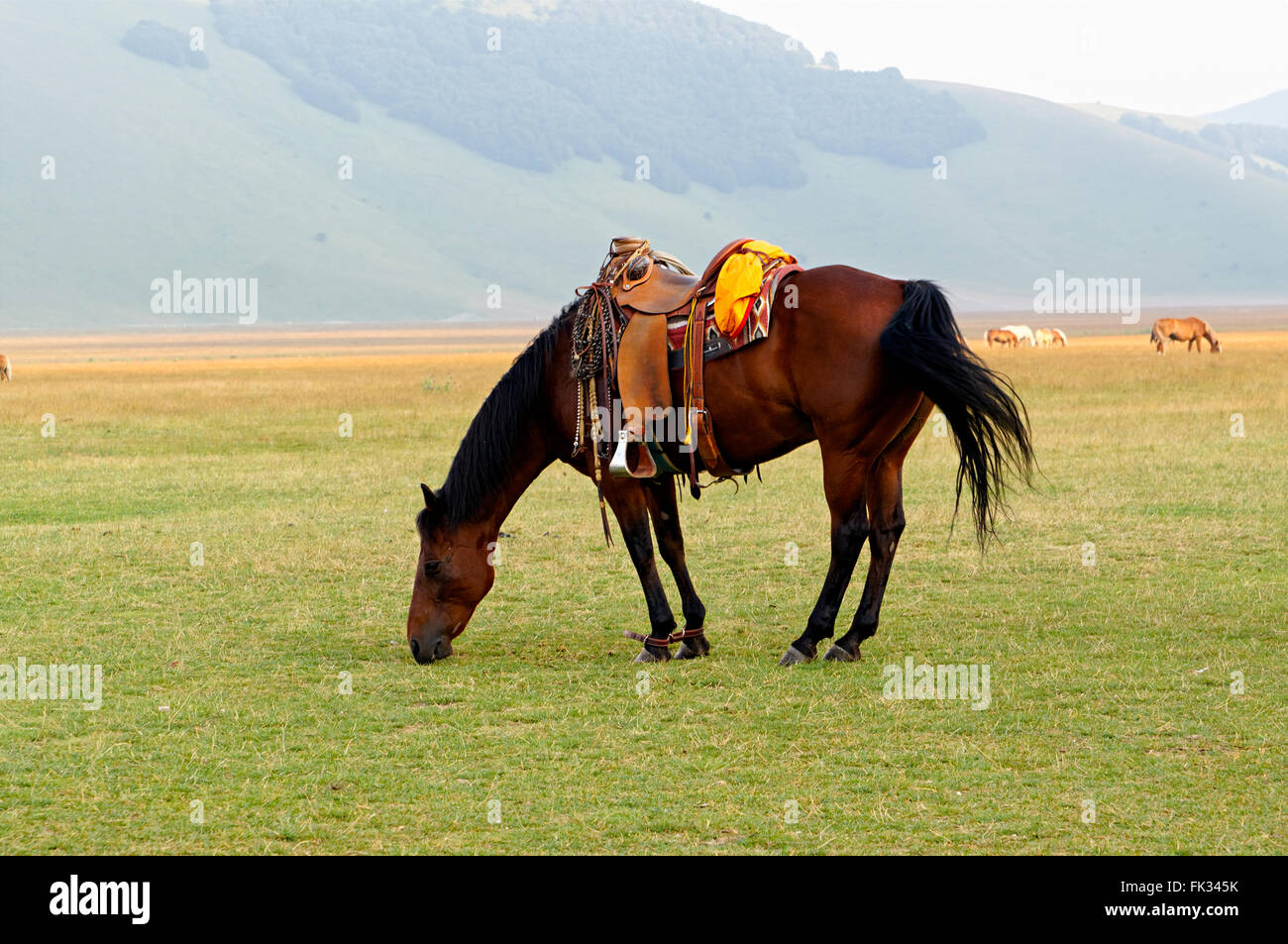 Braun gesattelt Pferd grasen im Feld Stockfotografie - Alamy