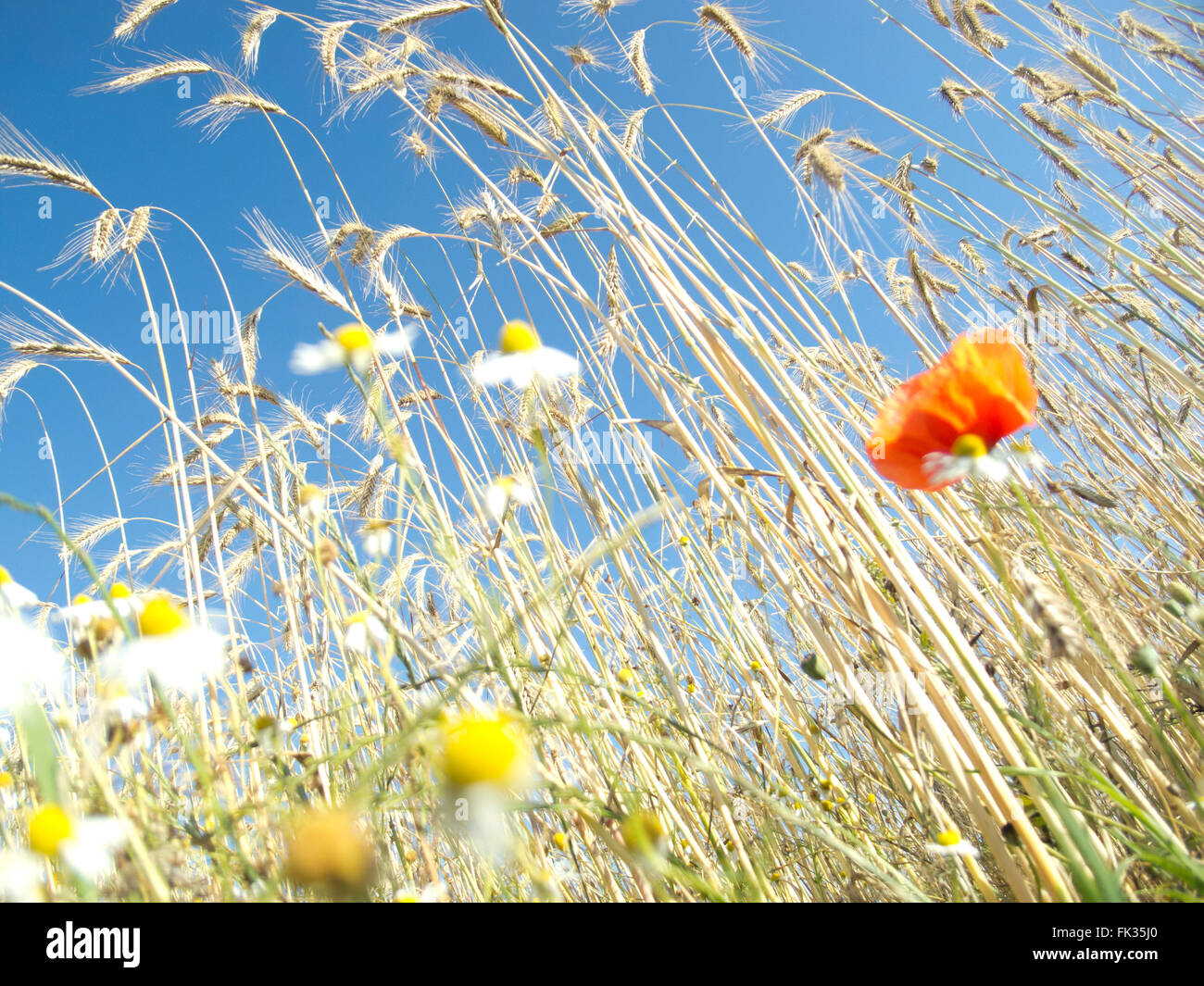 Blaue mohnblumen nahaufnahme -Fotos und -Bildmaterial in hoher ...