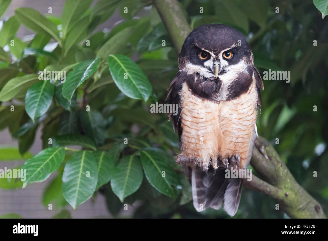 Brillen eule -Fotos und -Bildmaterial in hoher Auflösung – Alamy