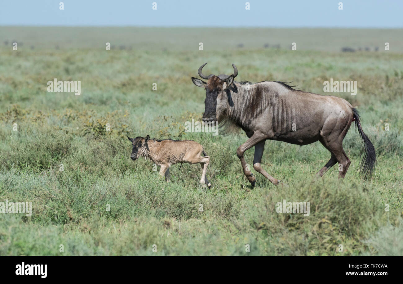 Gnu mutter -Fotos und -Bildmaterial in hoher Auflösung – Alamy