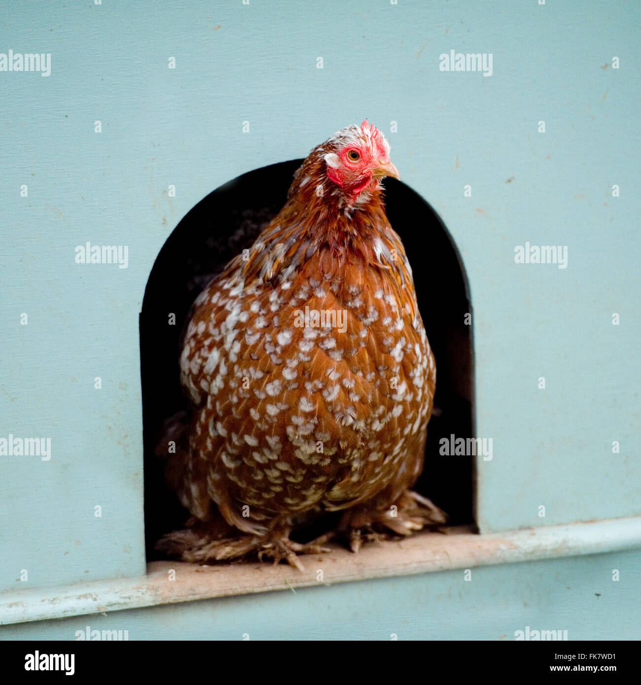Stammbaum bantam -Fotos und -Bildmaterial in hoher Auflösung – Alamy